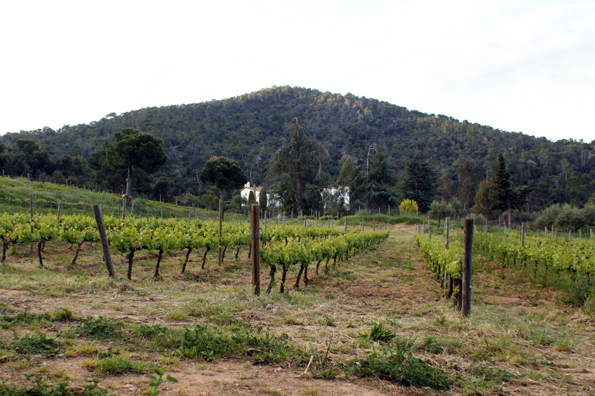 archiweb.cz - Bell-Lloc Winery