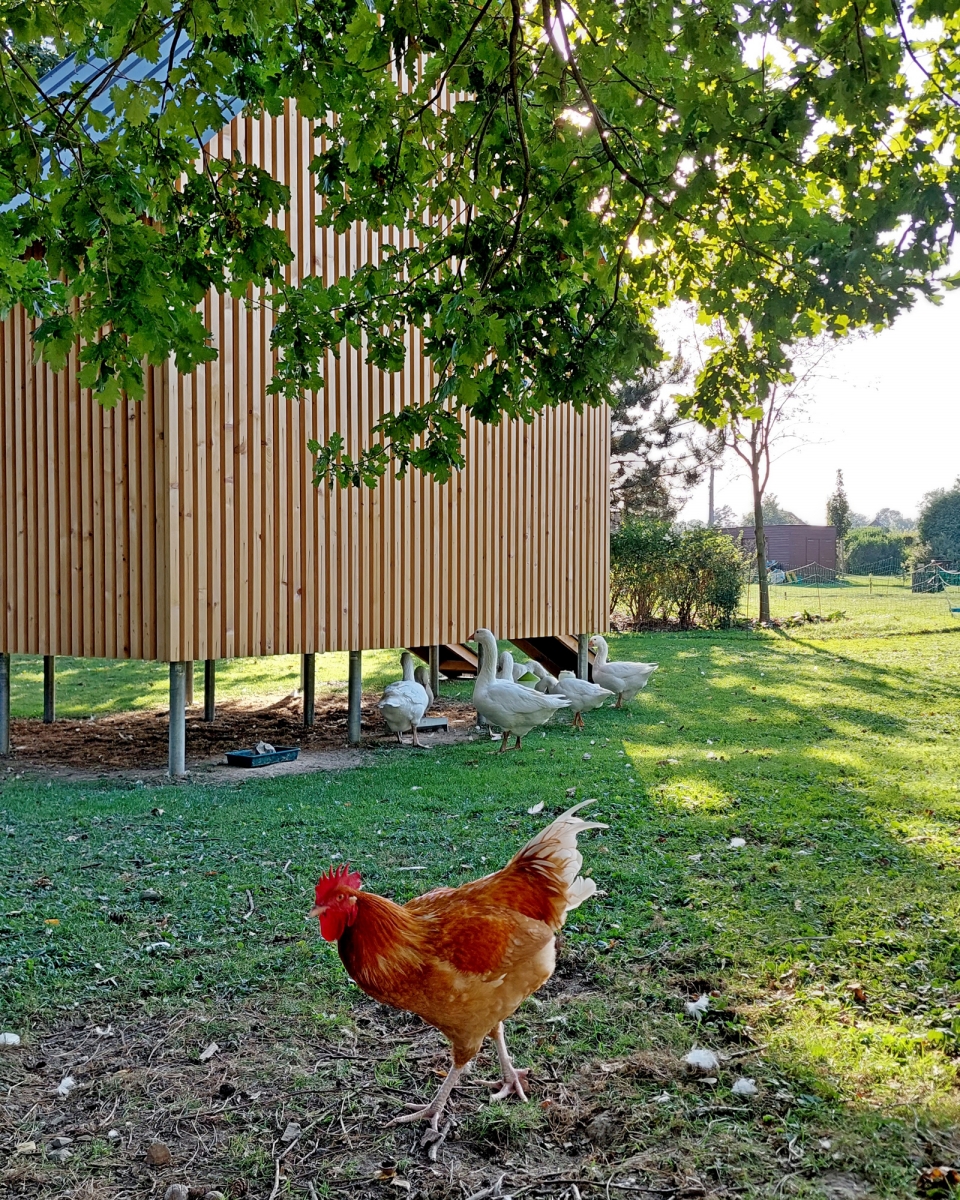 archiweb.cz - Kurník a husník